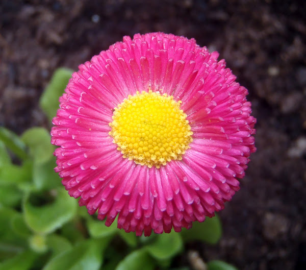 Asteraceae sp | Project Noah