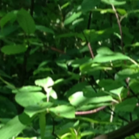 Queensnake | Project Noah