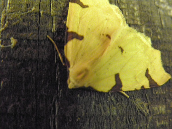 triangle wing moth | Project Noah