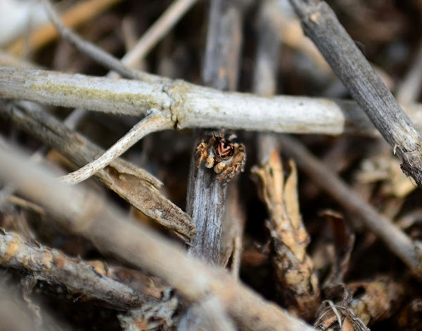 Spotting | Project Noah