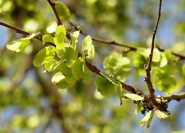 Indian Elm चिलबिल | Project Noah