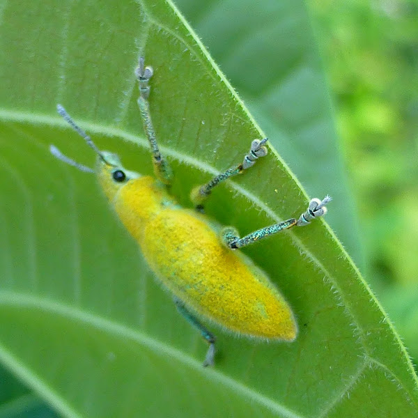 Golden Glitter/Gold Dust Weevil | Project Noah