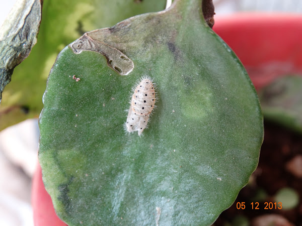 red pierrot | Project Noah