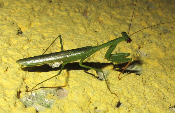 Mantis | Project Noah