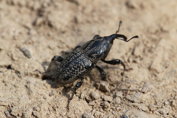 Billbug | Project Noah