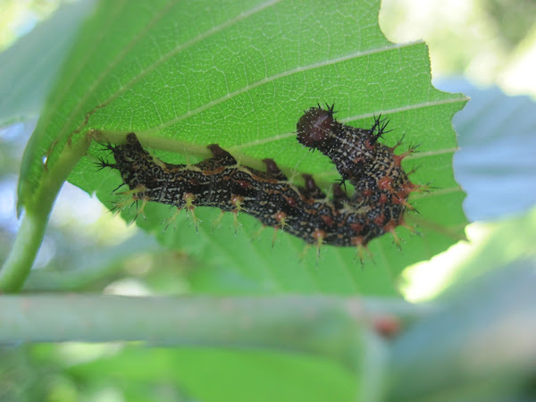 Question Mark Butterfly Larvae | Project Noah