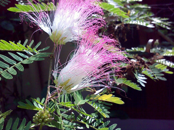 Pink Powderpuff | Project Noah