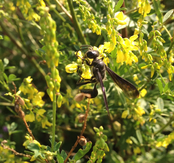 Grass-carrying Wasp | Project Noah