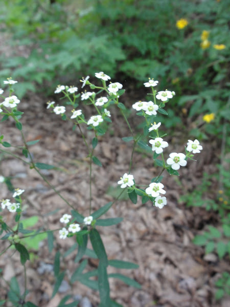 Flowering Spurge | Project Noah