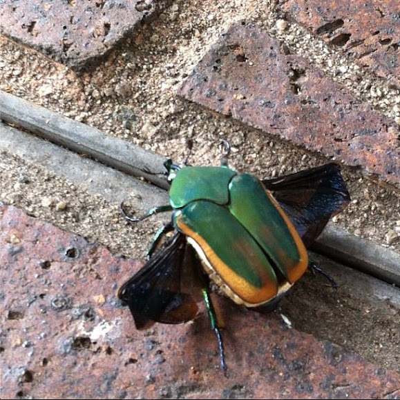 Figeater beetle | Project Noah