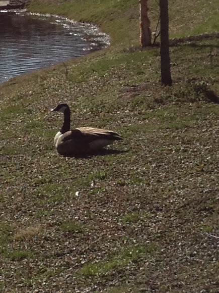 canada goose | Project Noah