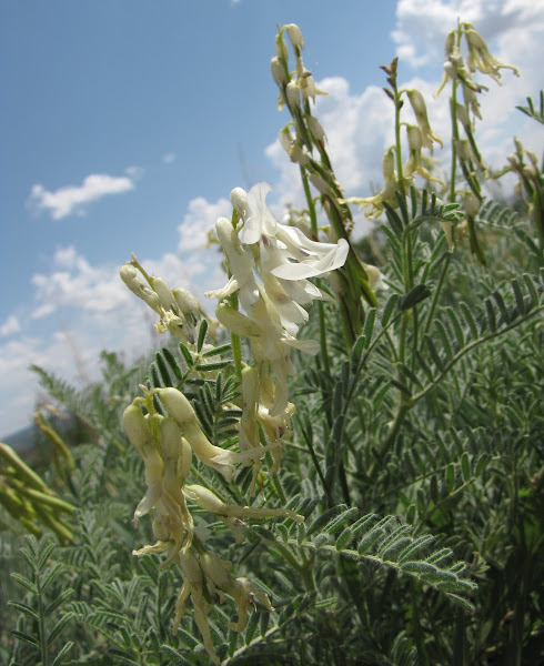 Drummond's Milk-vetch | Project Noah