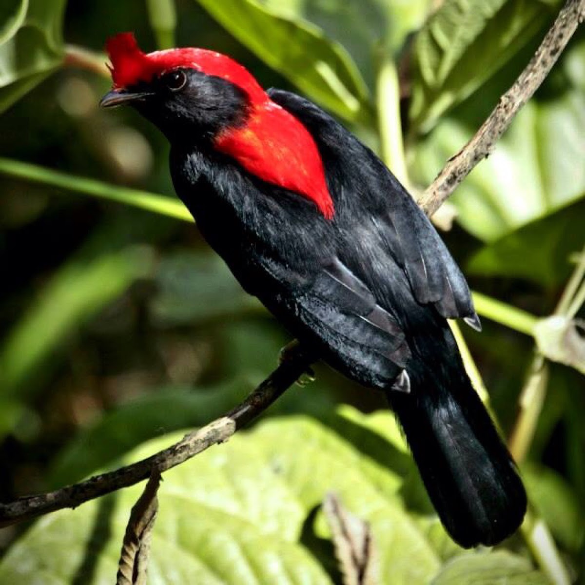 Helmeted Manakin | Project Noah