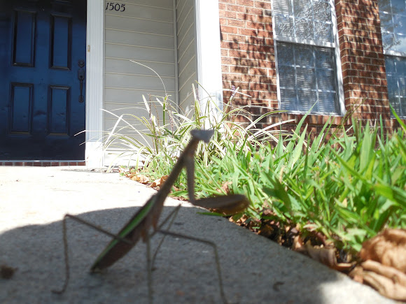 Praying Mantis | Project Noah