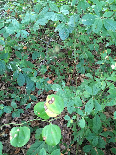 Leaves | Project Noah