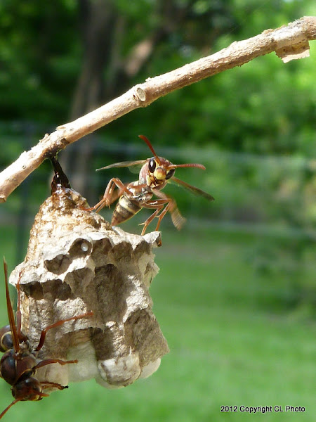 Paper Wasp | Project Noah