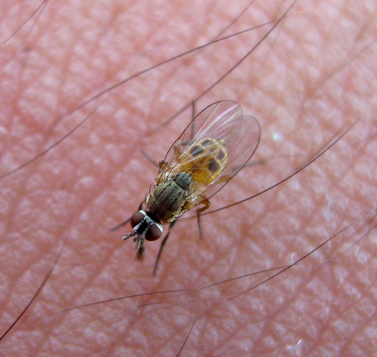 Small Fly | Project Noah