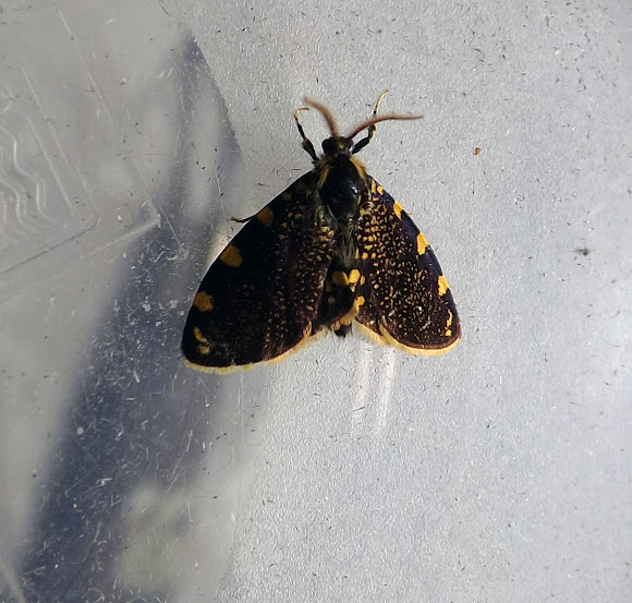 Lichen Case Moth | Project Noah