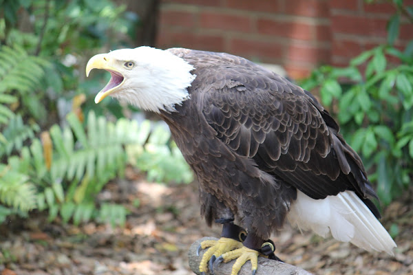 Eagle | Project Noah