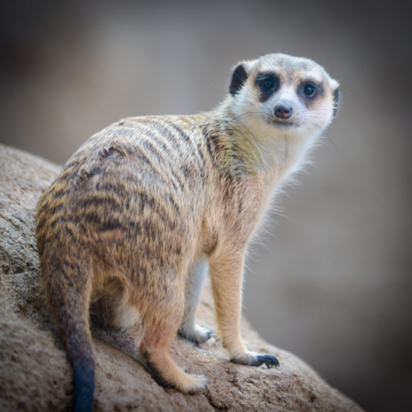 Meerkat | Project Noah
