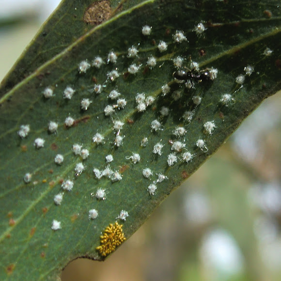 Psyllid lerp farm | Project Noah