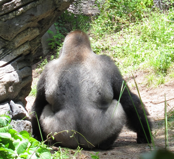 Gorilla | Project Noah