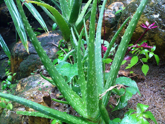 Barbados Aloe, Medicinal Aloe | Project Noah