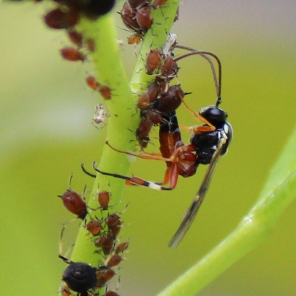 Wasp & Black Citrus Aphids | Project Noah