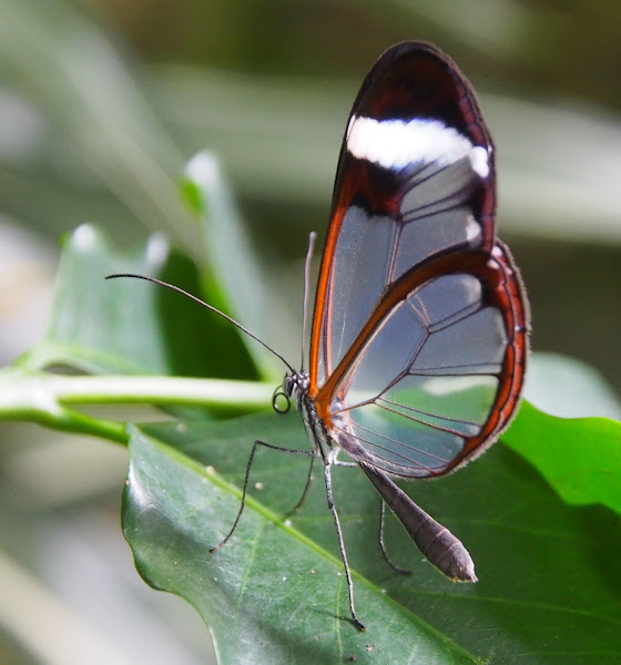 Glasswing Butterfly | Project Noah