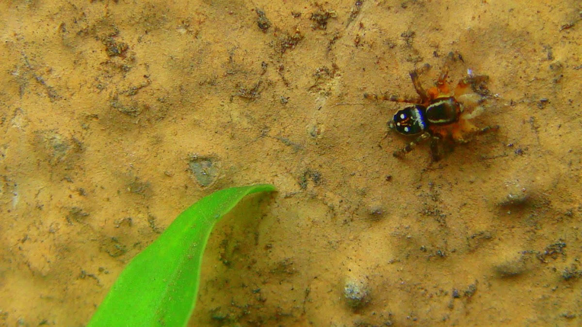 Spotting | Project Noah