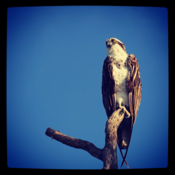 Osprey | Project Noah