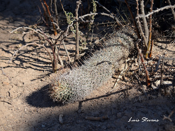 Cactus | Project Noah