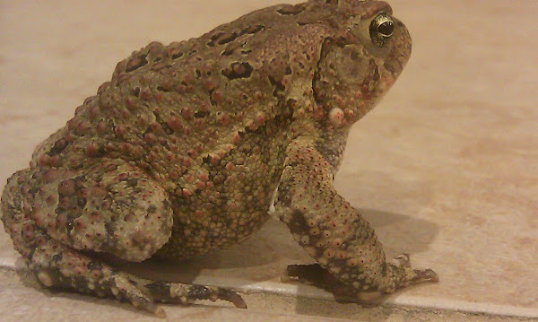 Woodhouse's Toad | Project Noah