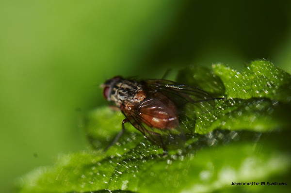 Phaonia subventa fly | Project Noah