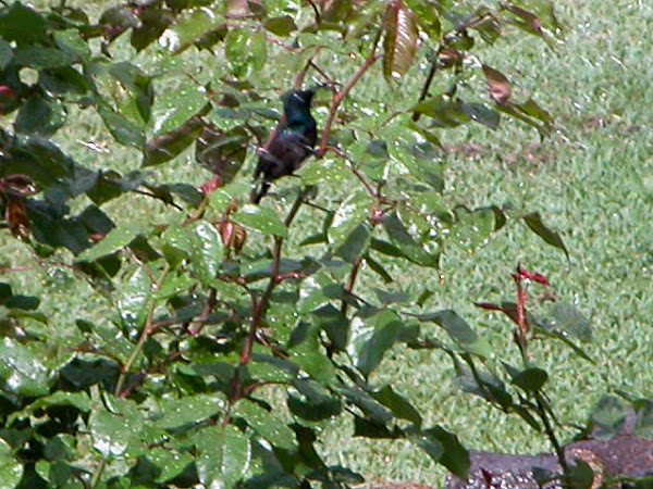 Loten's Sunbird | Project Noah