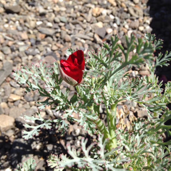 Poppy | Project Noah