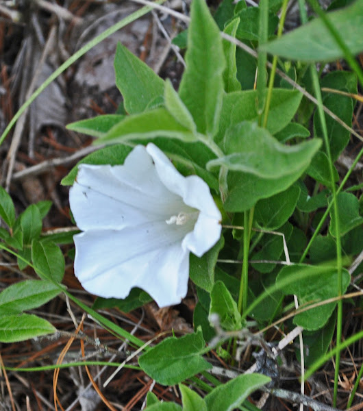 Low Bindweed | Project Noah