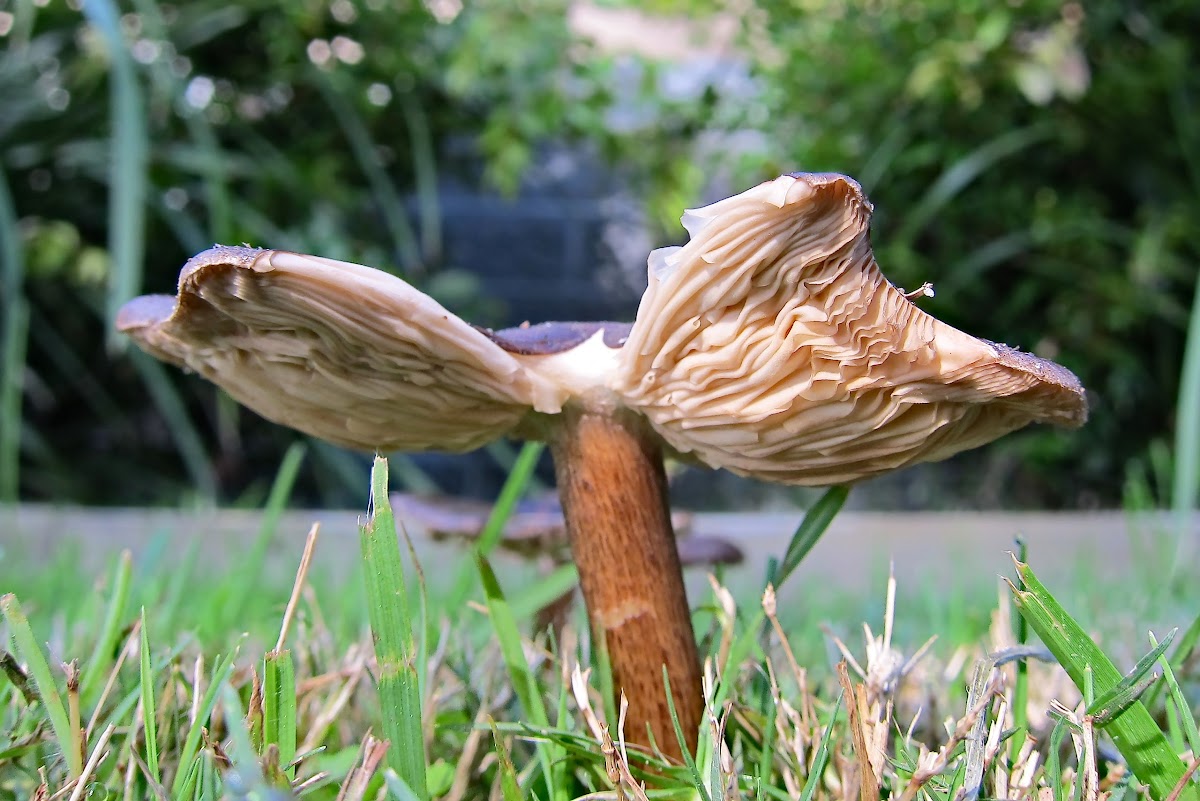 Russula sp. mushrooms? | Project Noah