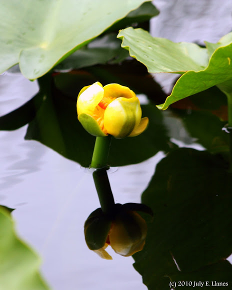 Bullhead Lily | Project Noah