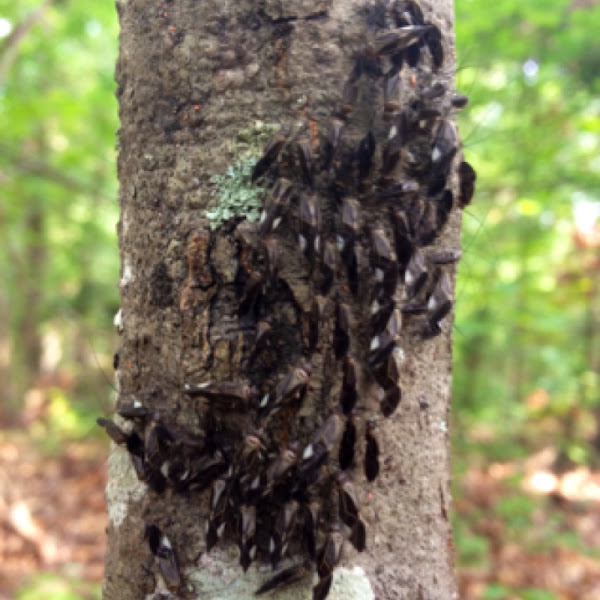 Common Barklice | Project Noah