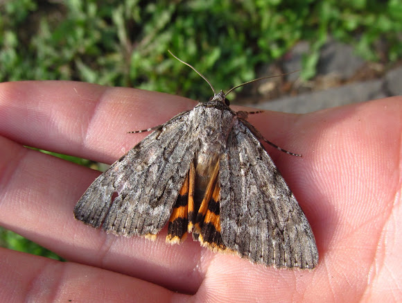Apt Underwing | Project Noah