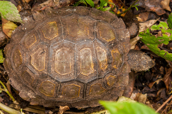 Asian Forest Tortoise | Project Noah