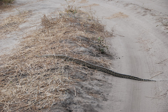 African Rock Python | Project Noah