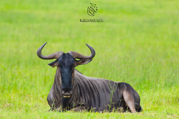 Blue Wildebees | Project Noah