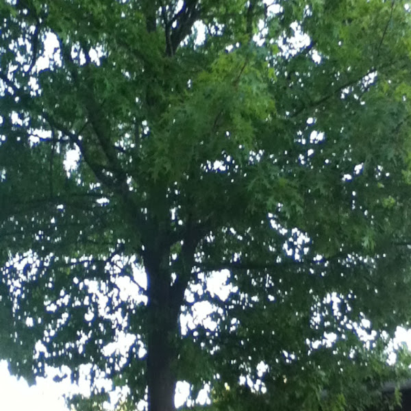 Oak tree | Project Noah