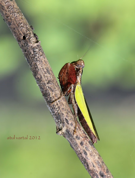 Praying Mantis | Project Noah