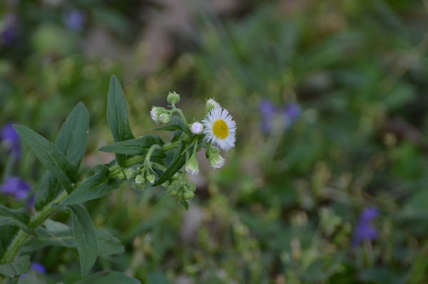Philadelphia Fleabane (a.k.a. Skevish or Philadelphia Daisy) | Project Noah