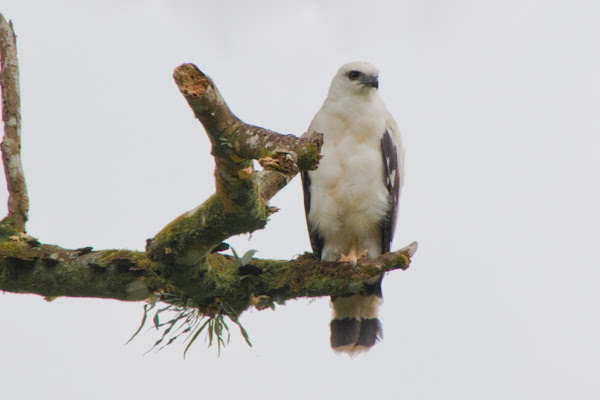 White Hawk | Project Noah