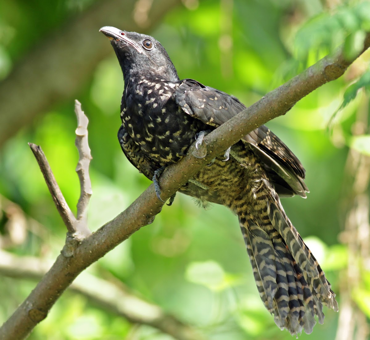 Asian Koel ~Female | Project Noah