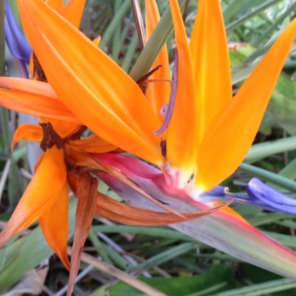 Bird of paradise | Project Noah